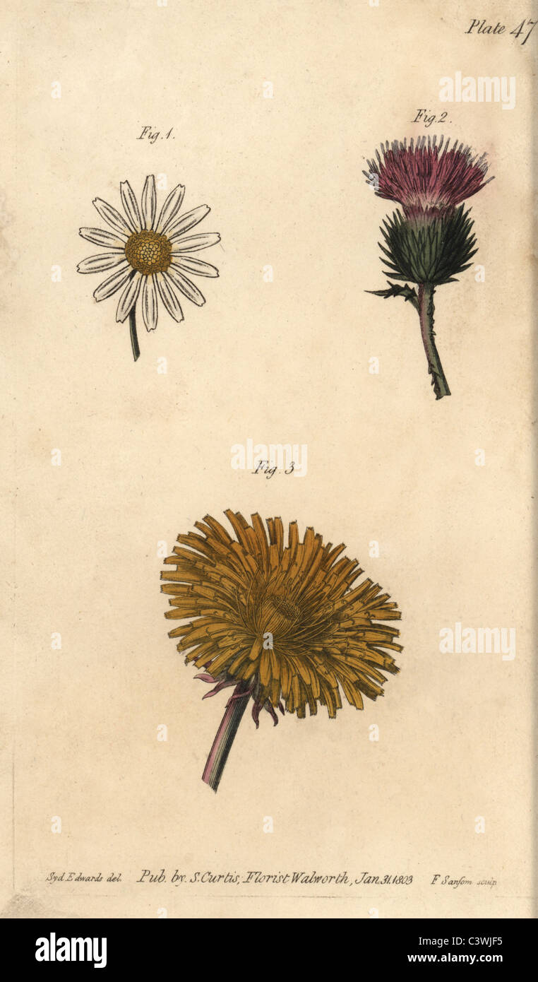 Compound flowers: daisy Bellis perennis, thistle Onopordum acanthium ...