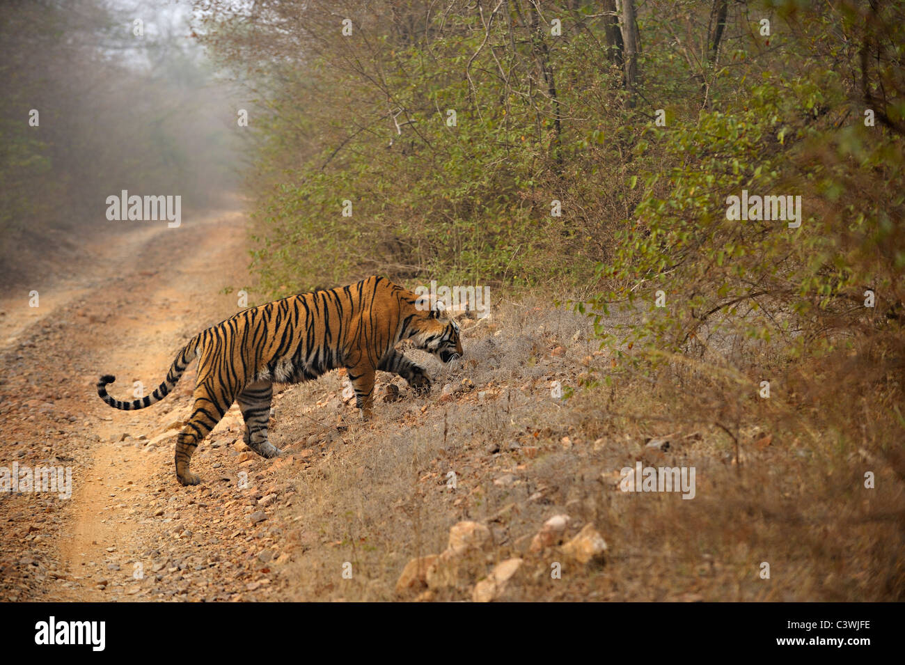 Tiger crossing the road hi-res stock photography and images - Alamy