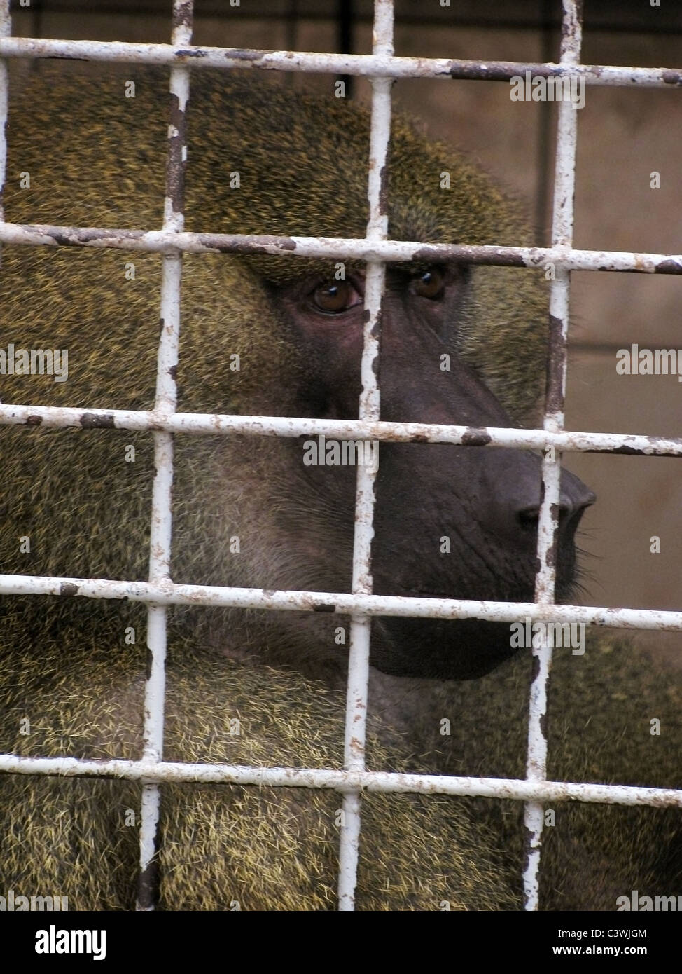 Zoo cage monkey hi-res stock photography and images - Alamy