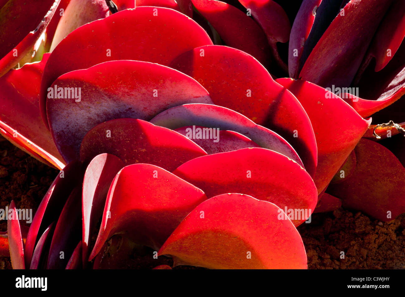 kalanchoe thyrsiflora Desert Cabbage, Paddle Plant, FlapJack Plant ...