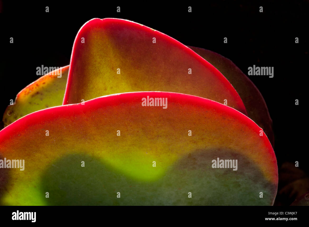 kalanchoe thyrsiflora Desert Cabbage, Paddle Plant, FlapJack Plant ...