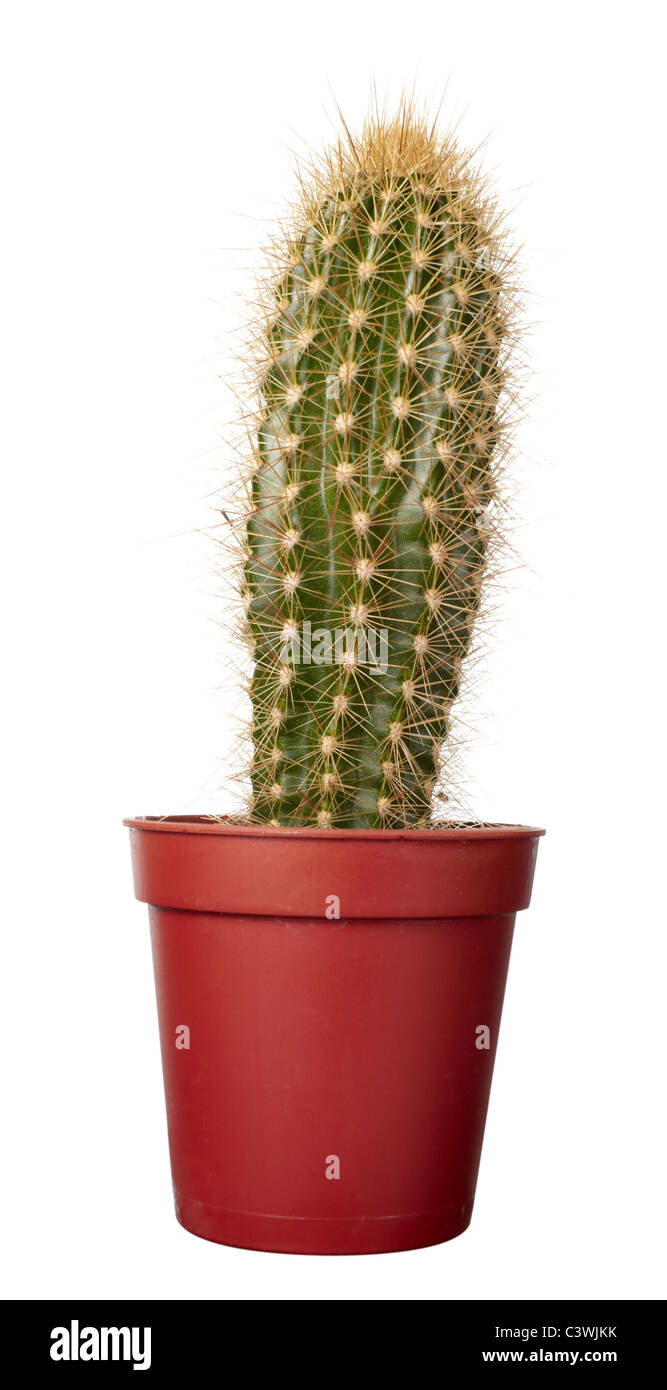 Barrel cactus cacti plant Cut Out Stock Images & Pictures - Alamy