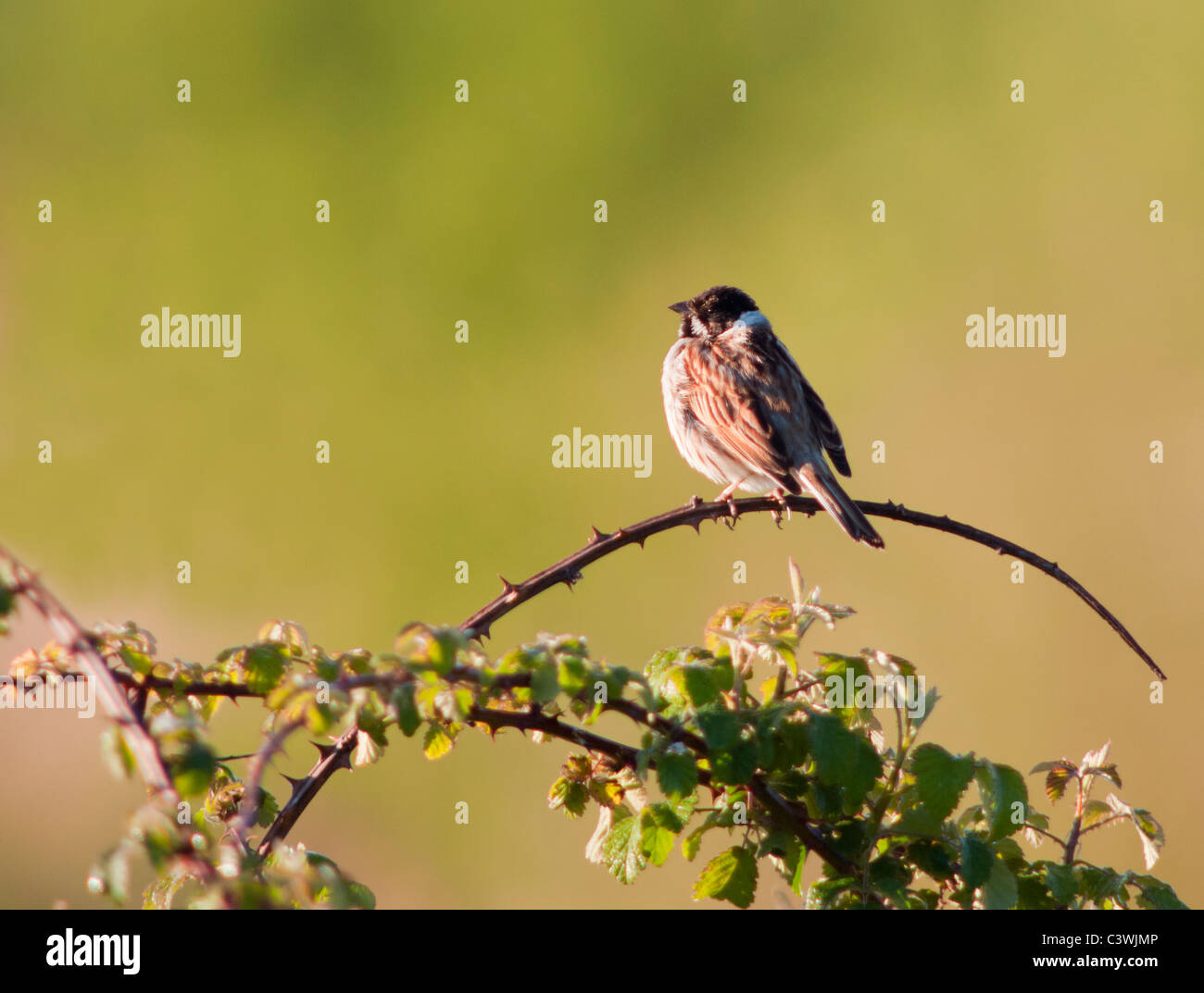 Reed Bunting (Emberiza schoeniclus) perched on bramble, Warwickshire ...