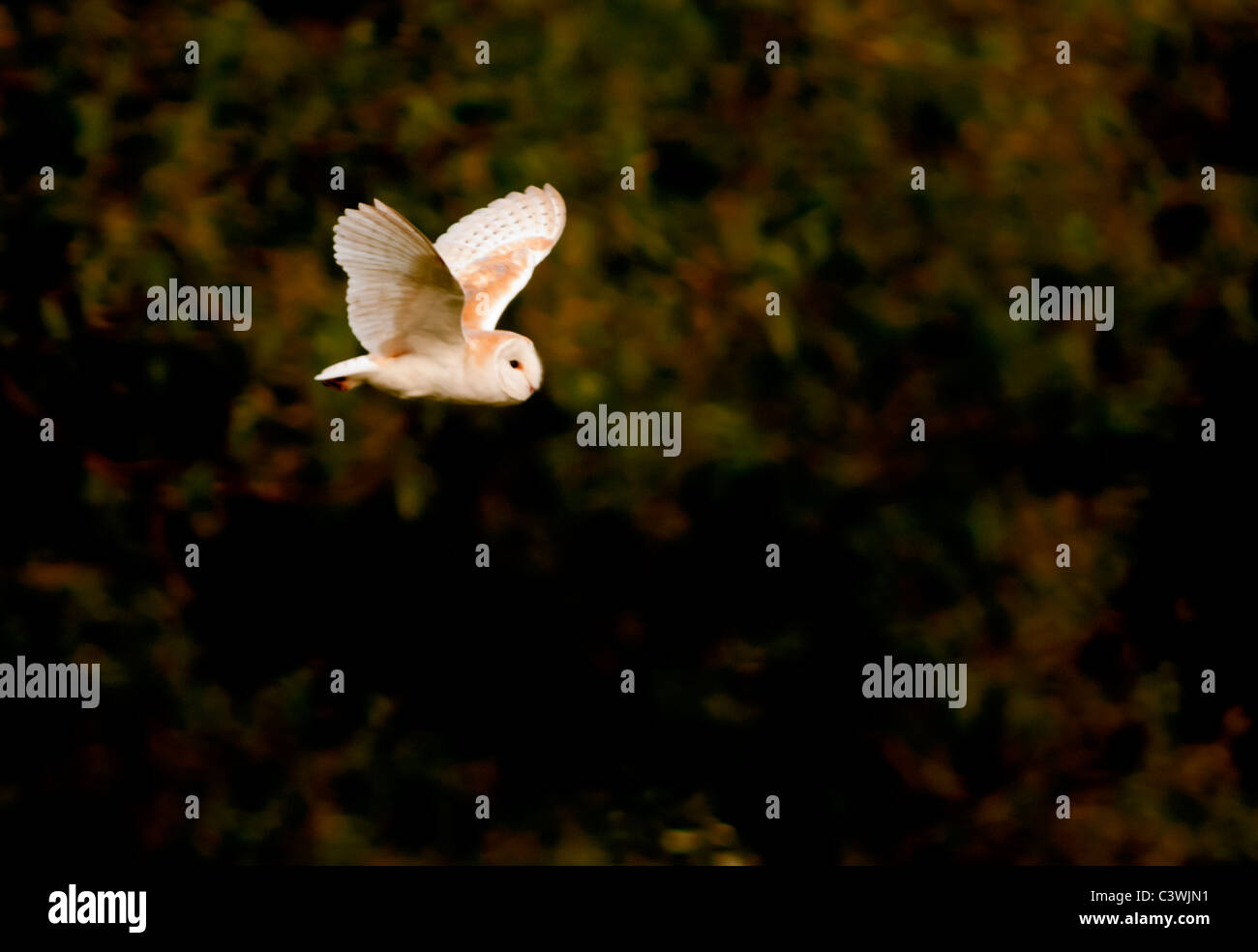 Flying hunting prey hi-res stock photography and images - Alamy