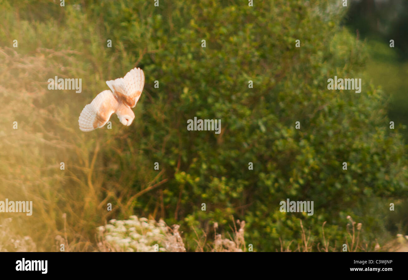Barn Owl (Tyto Alba) with diving for prey, Warwickshire Stock Photo - Alamy