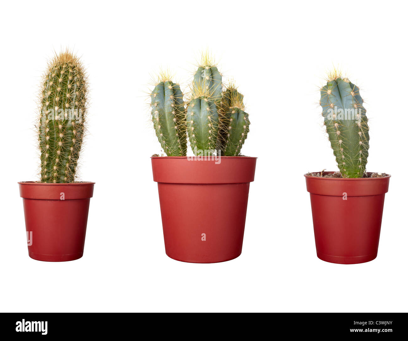 close up of cactus Stock Photo - Alamy