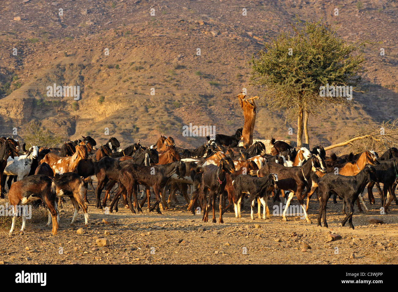 Goats grazing in semi arid Rajasthan in north India Stock Photo - Alamy