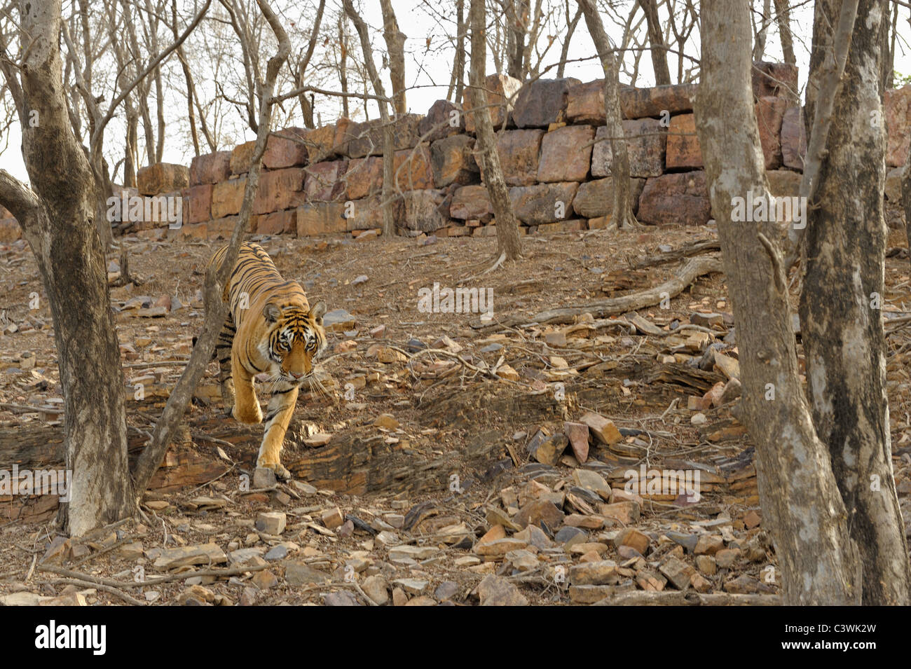 Collared bengal tiger tigress hi-res stock photography and images - Alamy