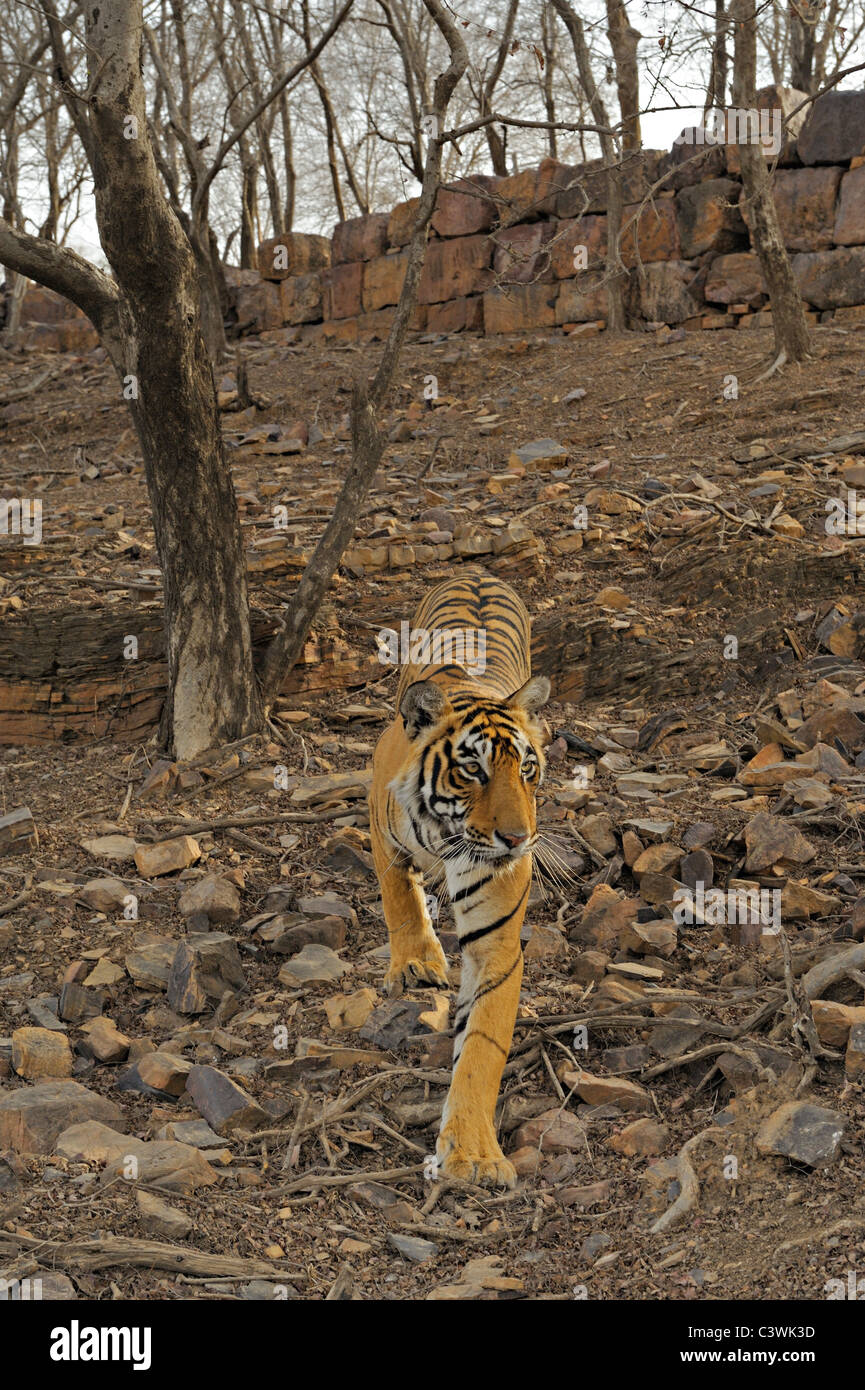 Collared bengal tiger tigress hi-res stock photography and images - Alamy