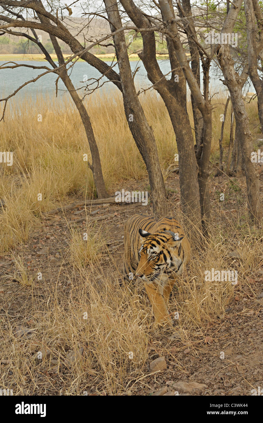 Big cat indian tiger research hi-res stock photography and images - Alamy