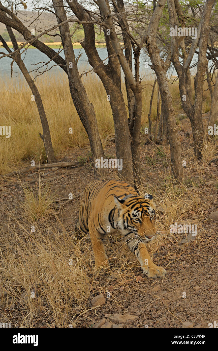 Big cat indian tiger research hi-res stock photography and images - Alamy