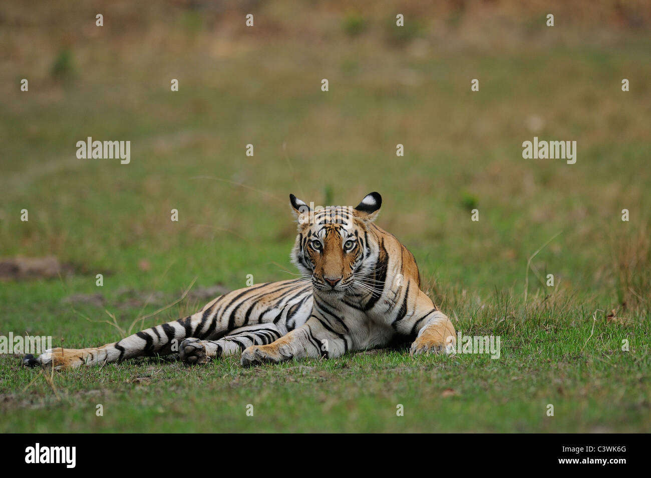 Indian sub species hi-res stock photography and images - Alamy