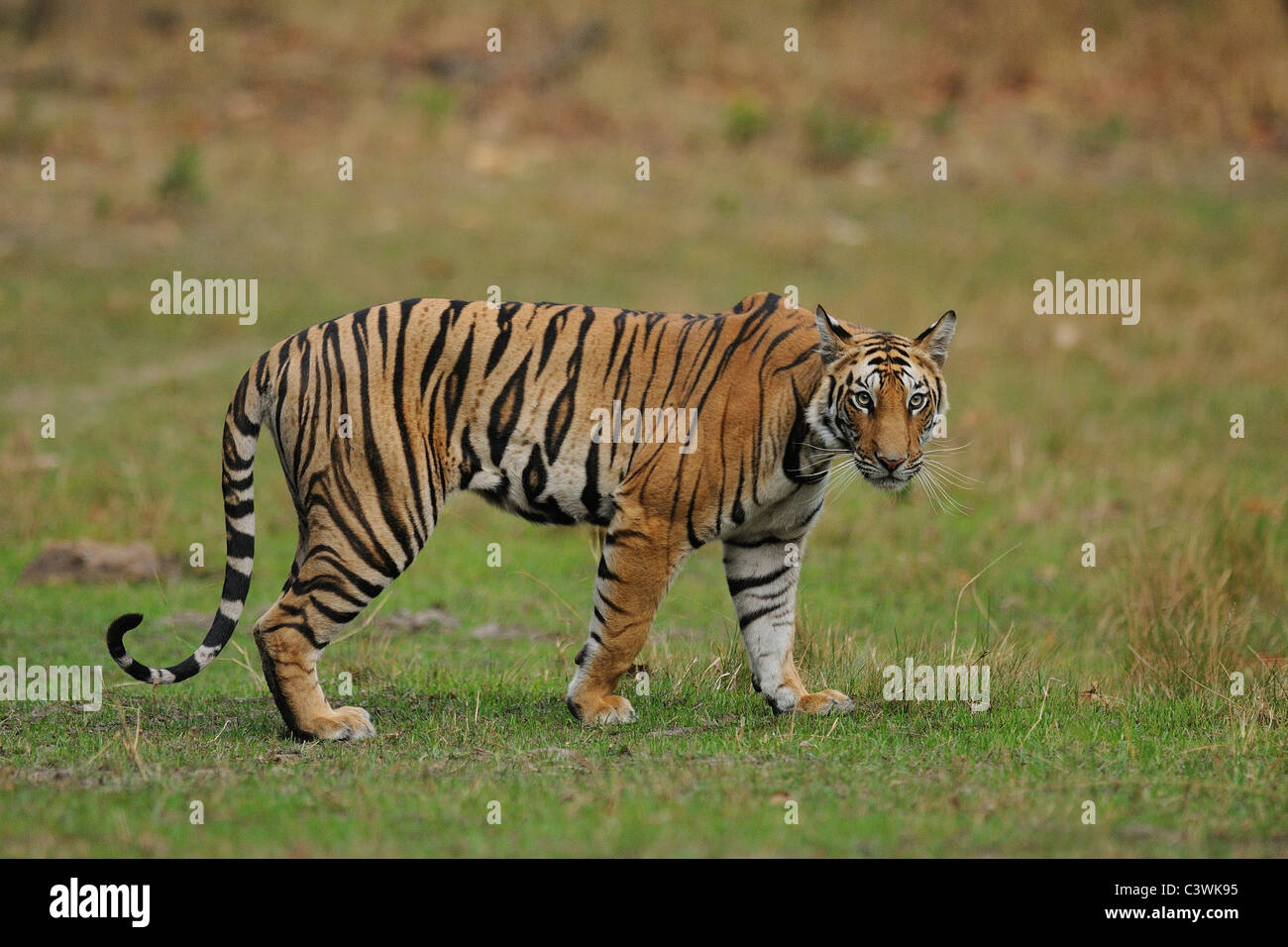 Sub-adult female Bengal tiger in an open meadow on a summer afternoon ...