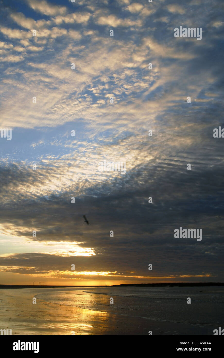 Golden sunset under a dramatic cloudy sky with sea gull in movement ...