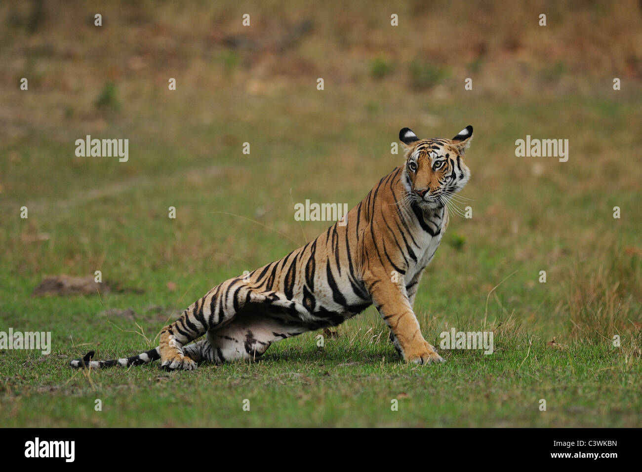 Flagship species hi-res stock photography and images - Alamy