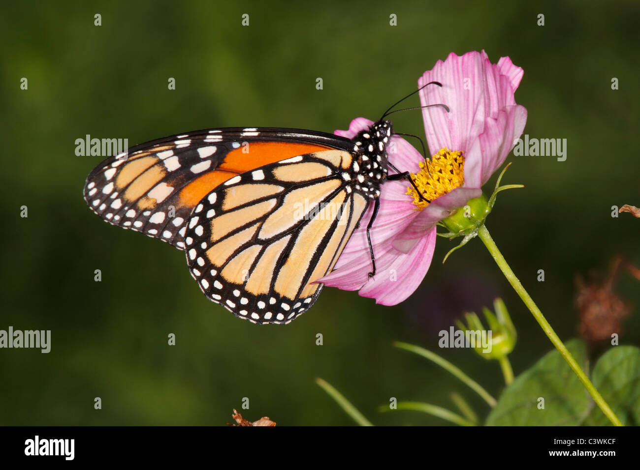 Butterfly profile hi-res stock photography and images - Alamy