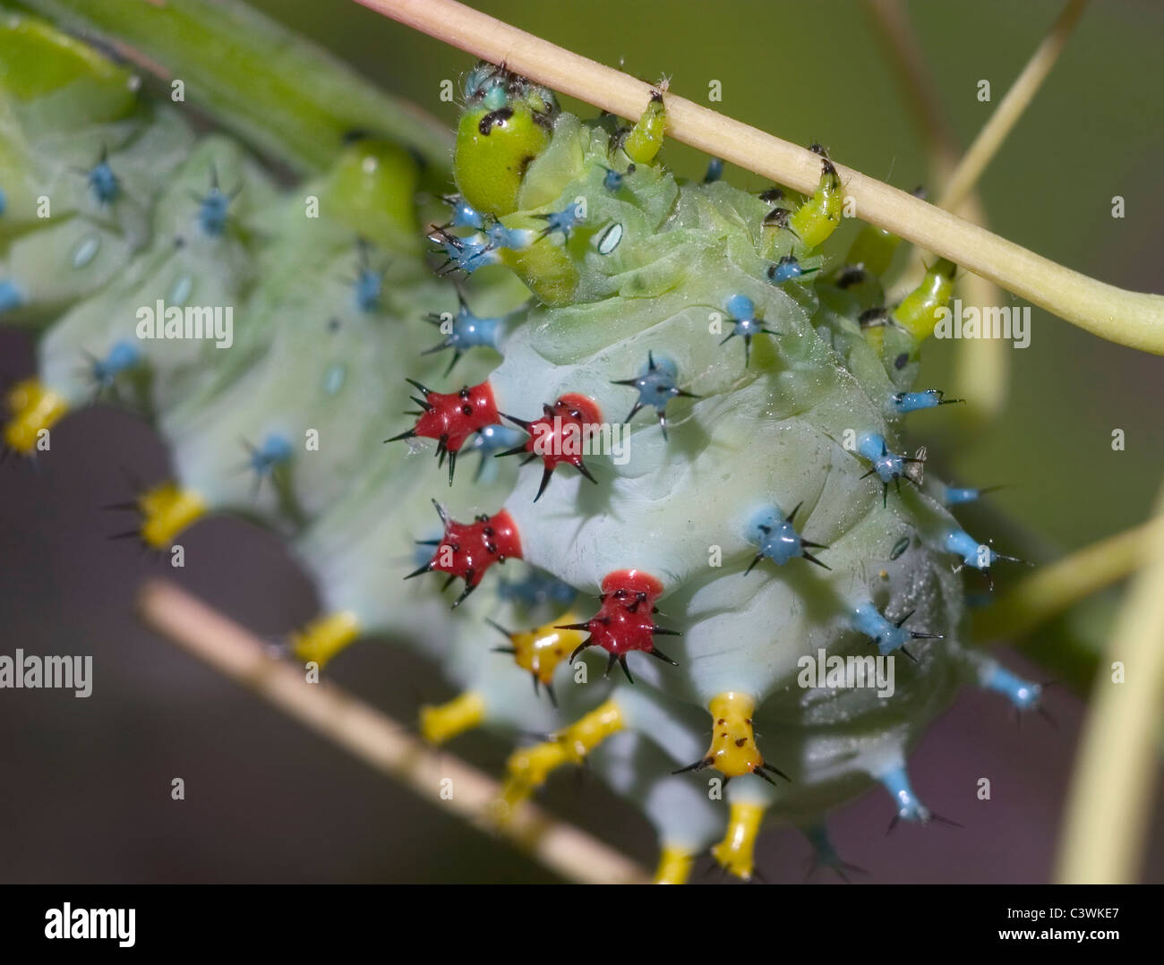 Cecropia Moth Caterpillar Poisonous