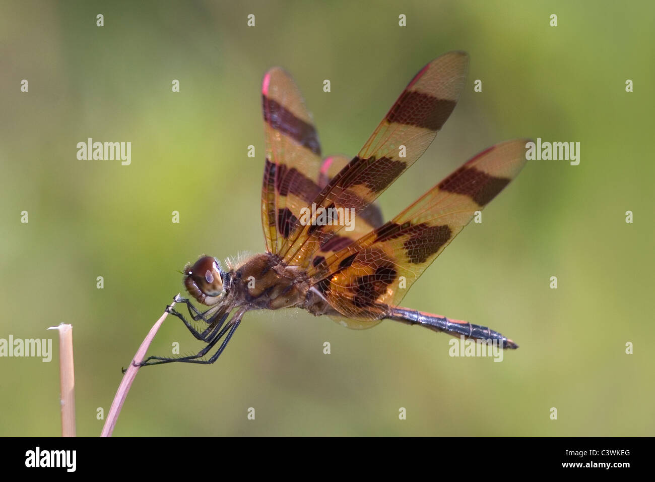 A Dragonfly,The Eastern Amberwing Clinging To A Stem In High Winds ...