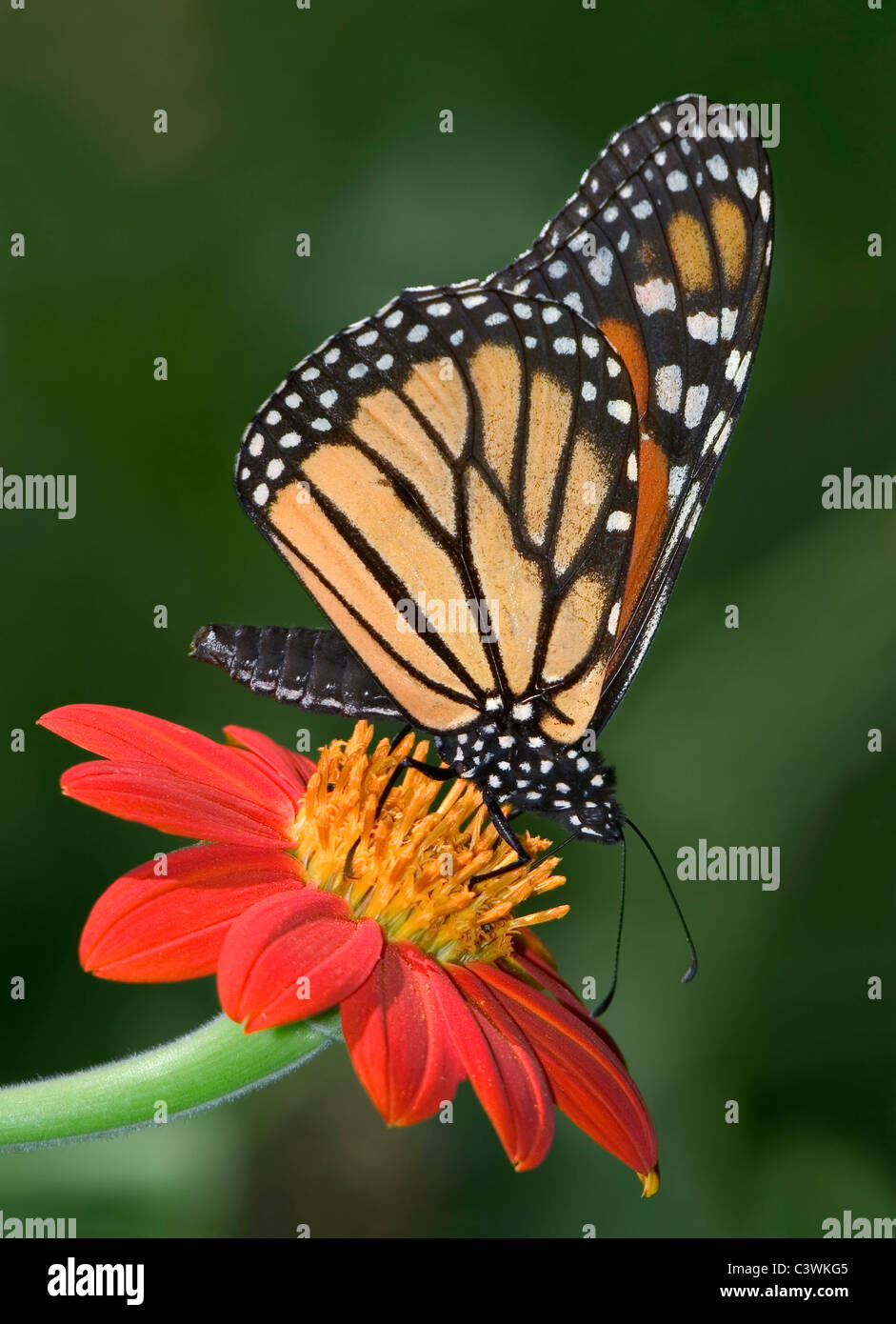 A Monarch Butterfly On A Red Flower, Danaus plexippus Stock Photo - Alamy