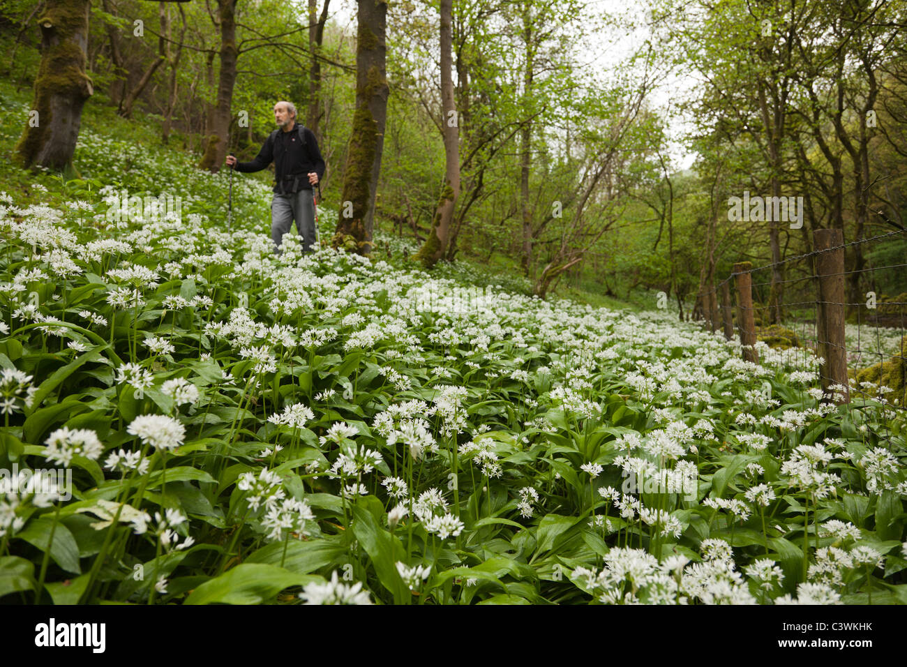 Springtime in Monks Dale in the White Peak, Derbyshire. Wild garlic and ...