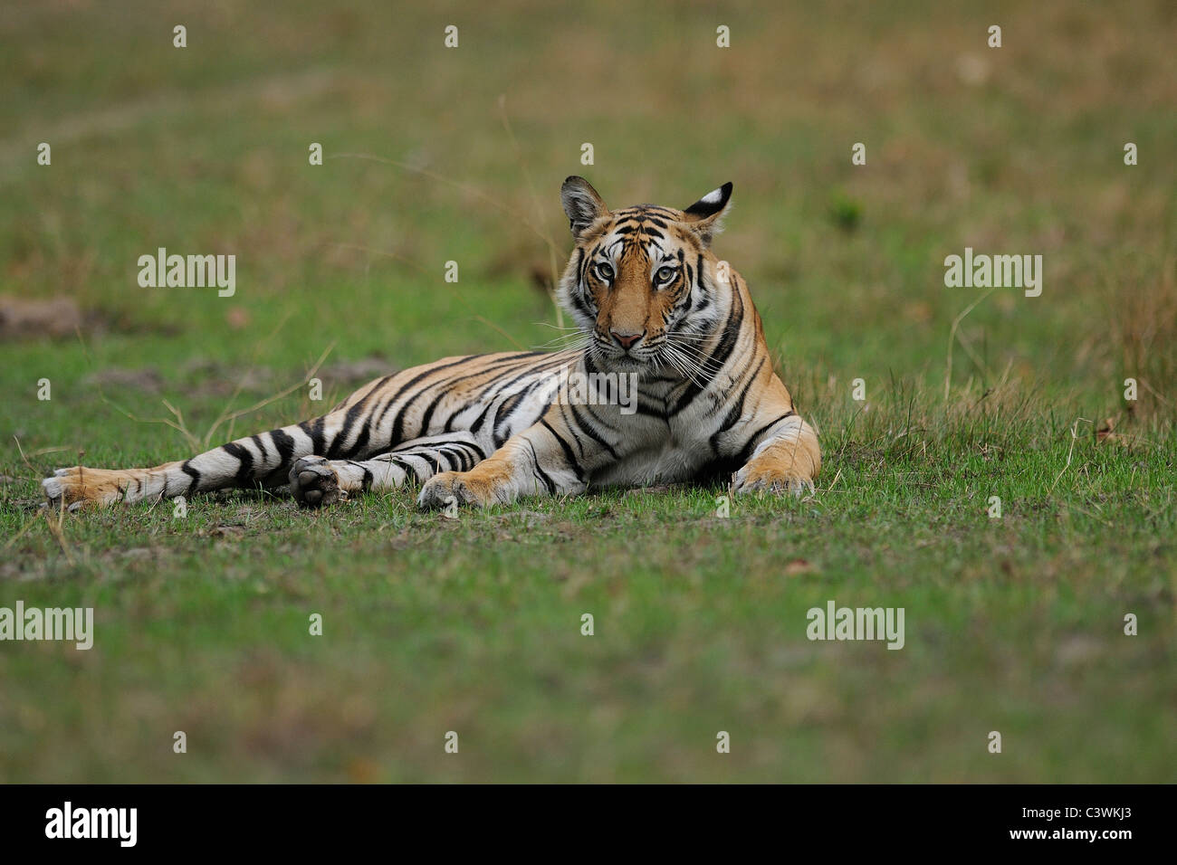Sub-adult female Bengal tiger in an open meadow on a summer afternoon ...