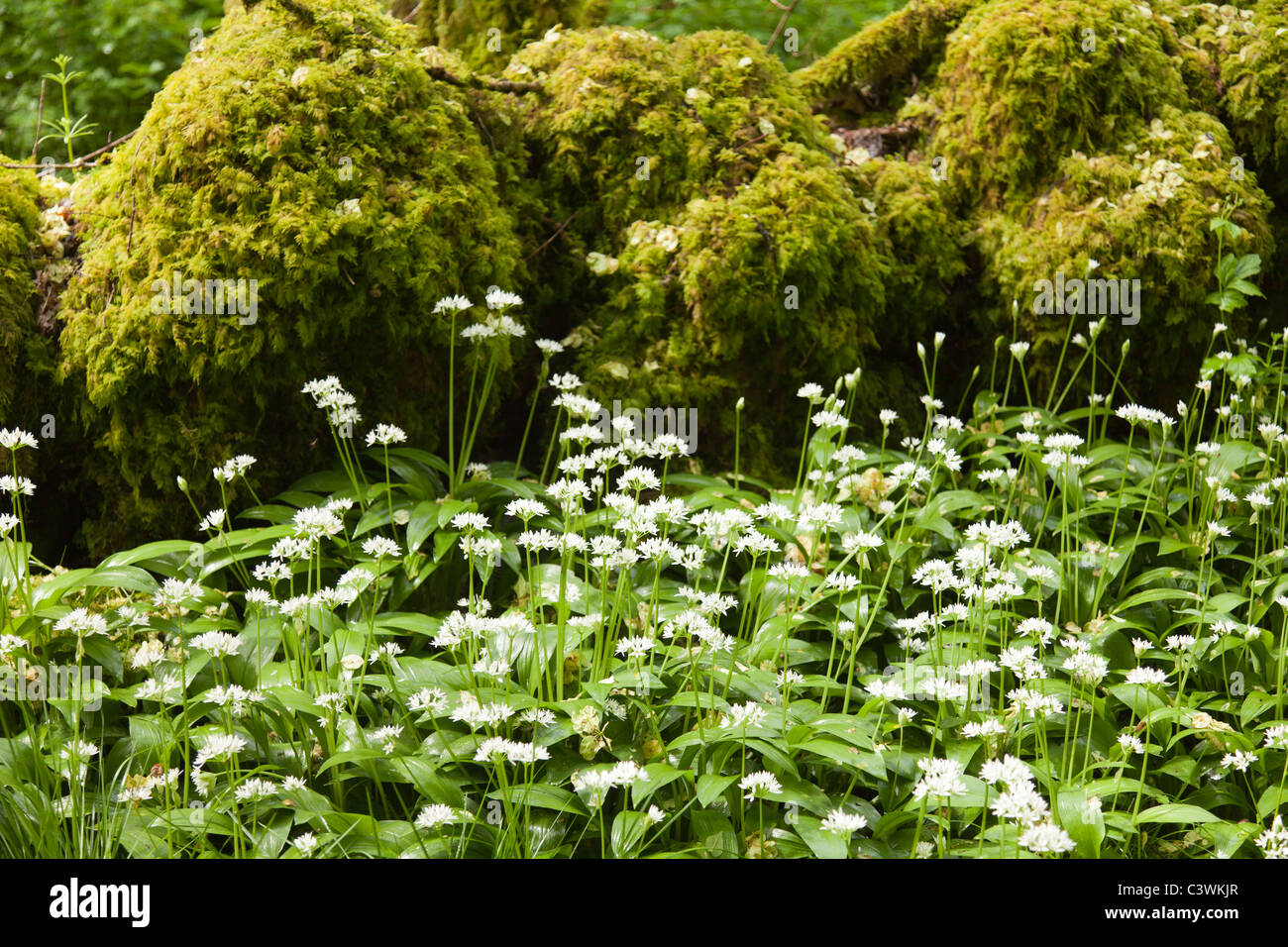 Springtime in Monks Dale in the White Peak, Derbyshire. Wild garlic and ...