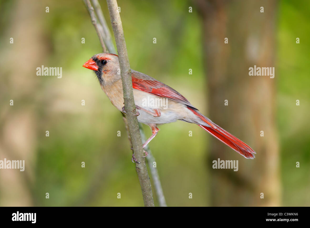 A Colorful Bird, The Northern Cardinal Female, Cardinalis cardinalis ...