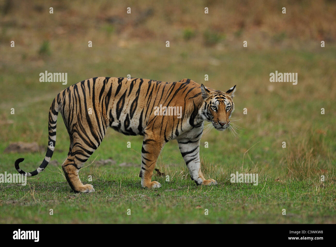 Sub-adult female Bengal tiger in an open meadow on a summer afternoon ...