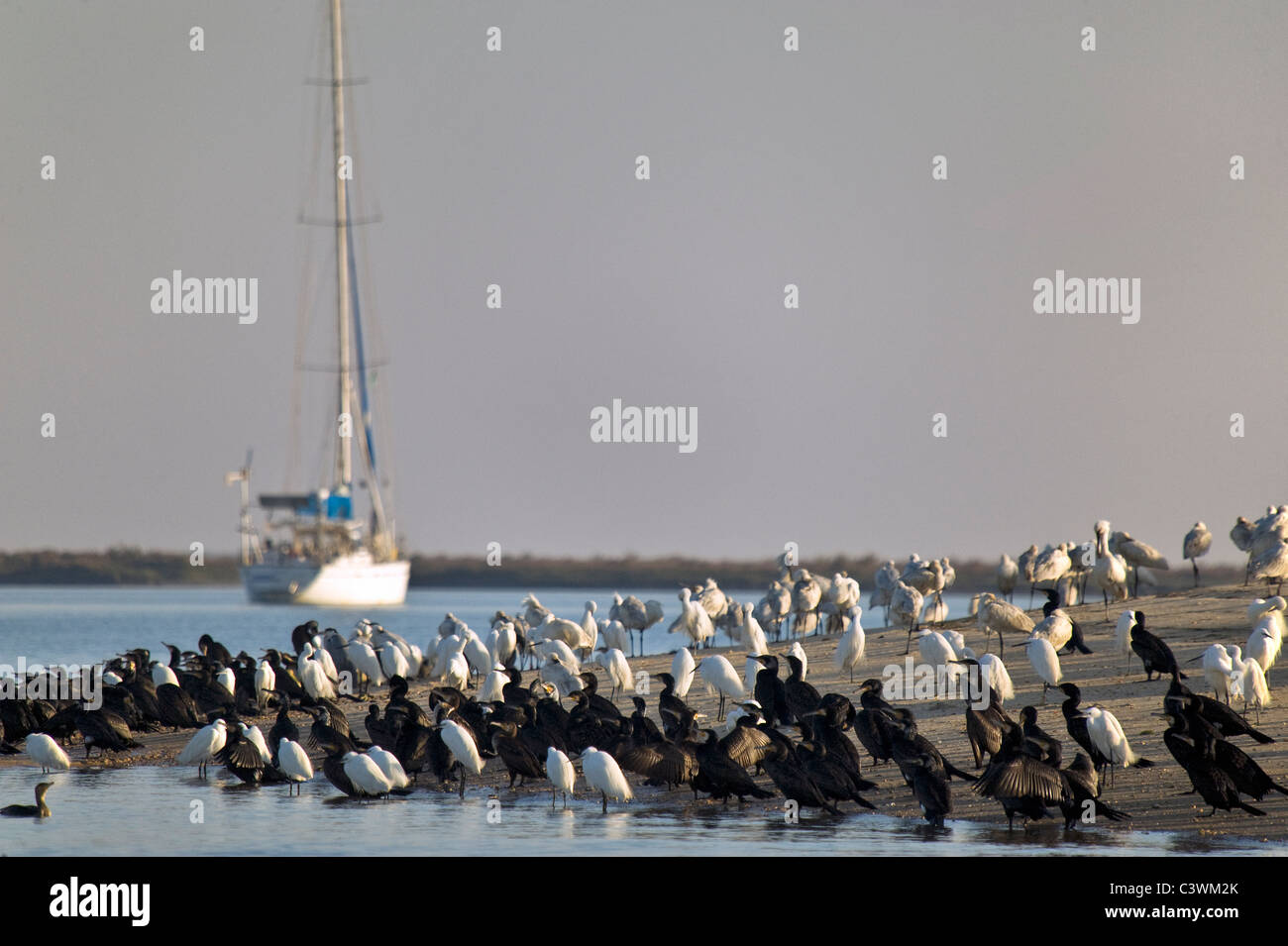 A large flock of wading birds feeding in the nature park park of Ria ...