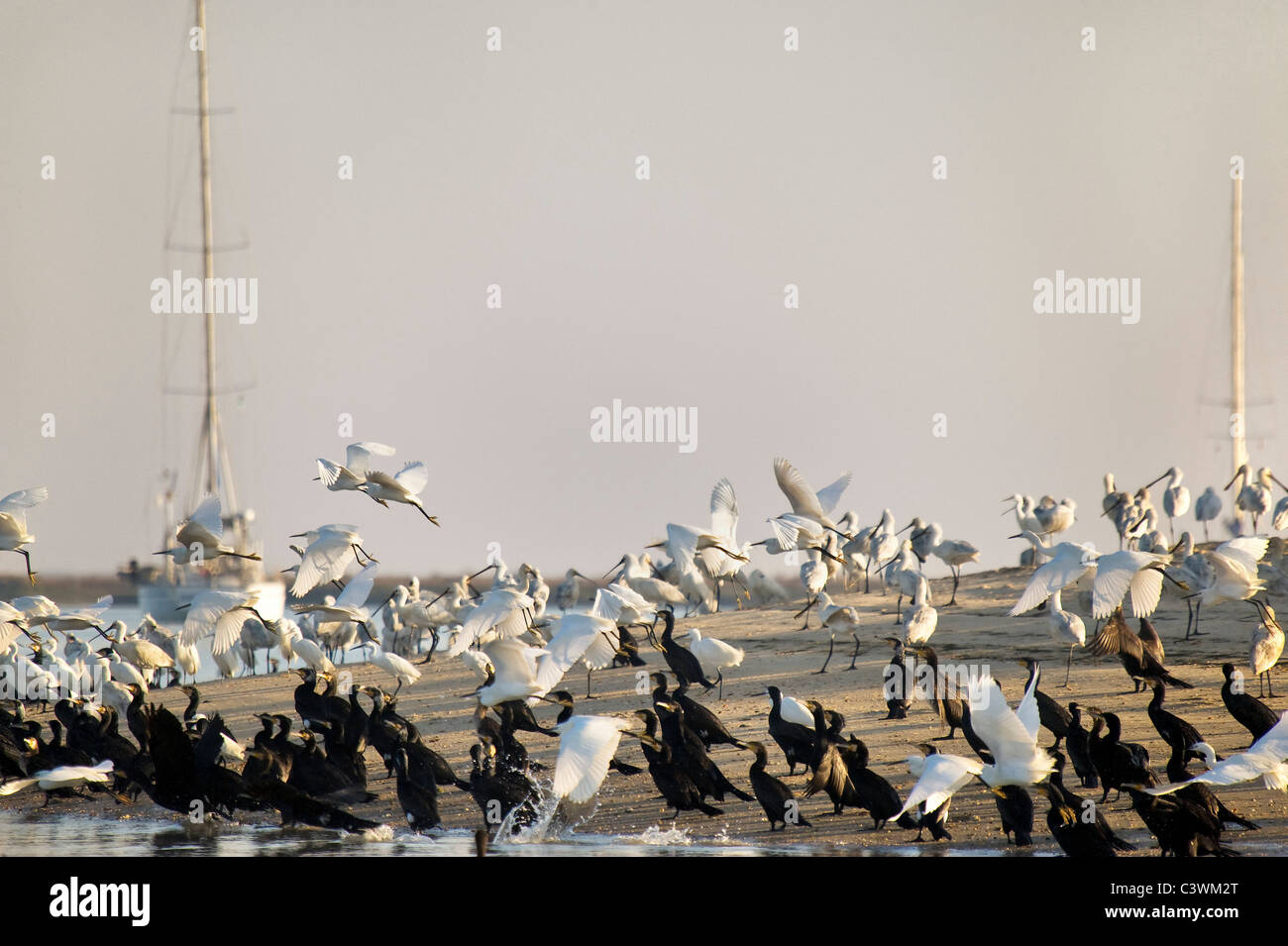 Birds of portugal hi-res stock photography and images - Alamy