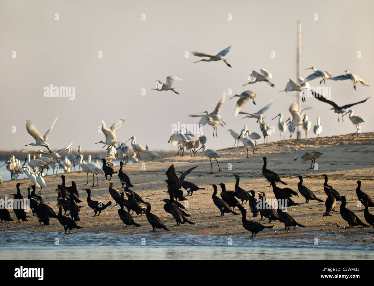 Birds of portugal hi-res stock photography and images - Alamy