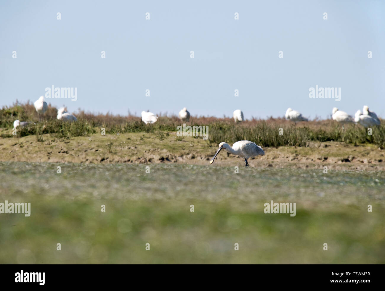Spoonbill feeding in the nature park of Ria Formosa lagoon, Faro ...