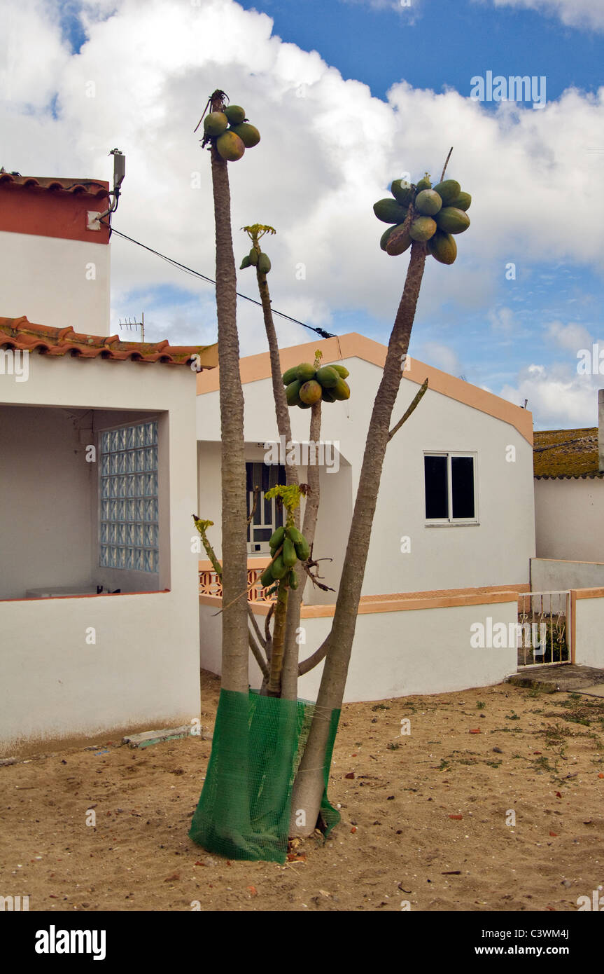 Culatra Island which lies in the Ria Formosa Nature Park, Algarve ...