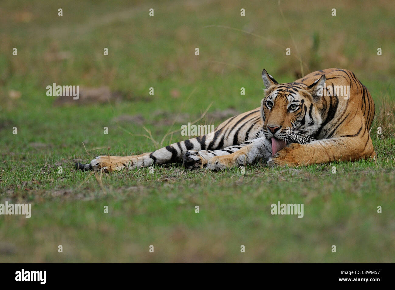 Tiger habitat central asia hi-res stock photography and images - Alamy