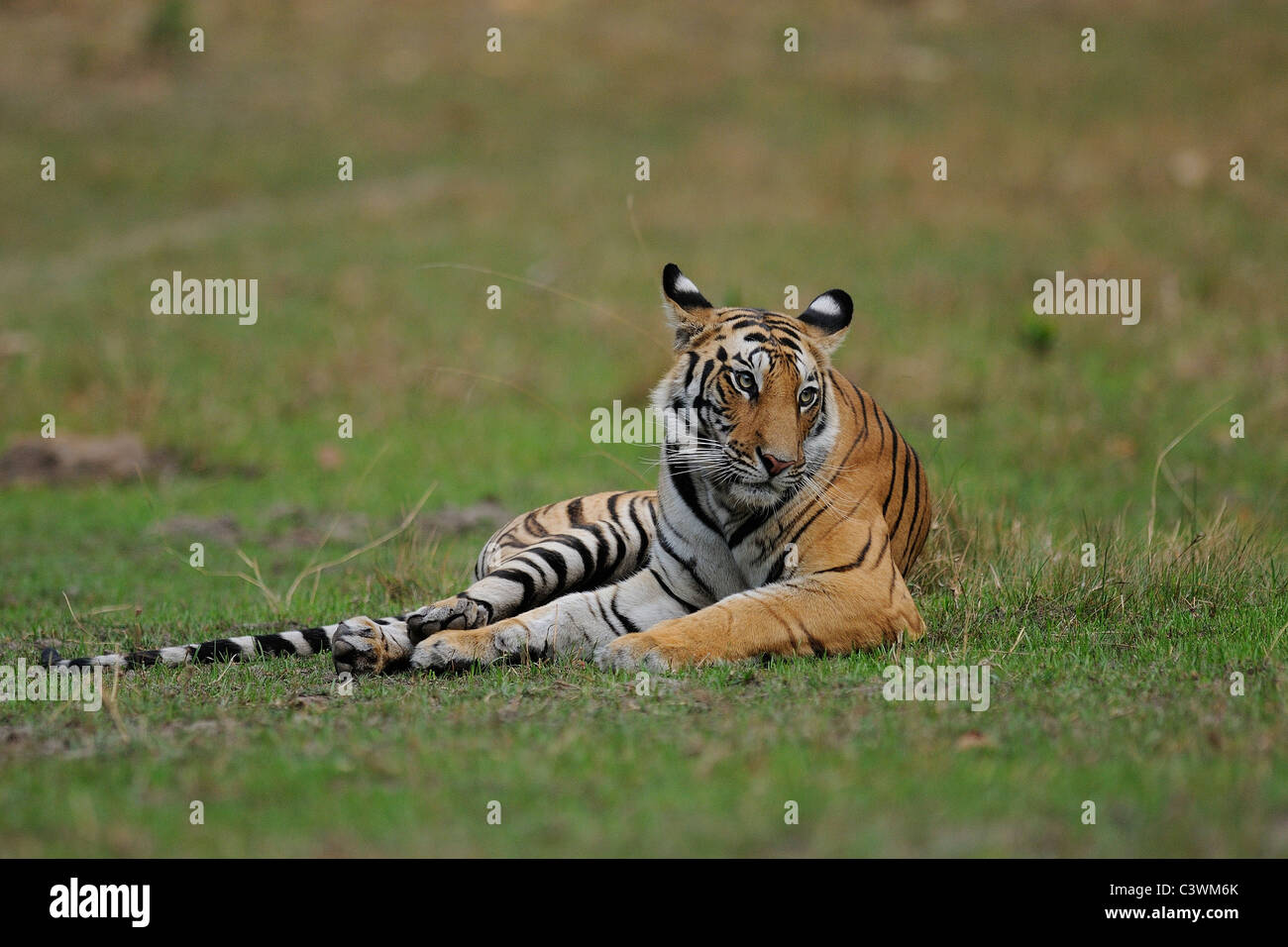 Sub-adult female Bengal tiger sitting in an open meadow on a summer ...