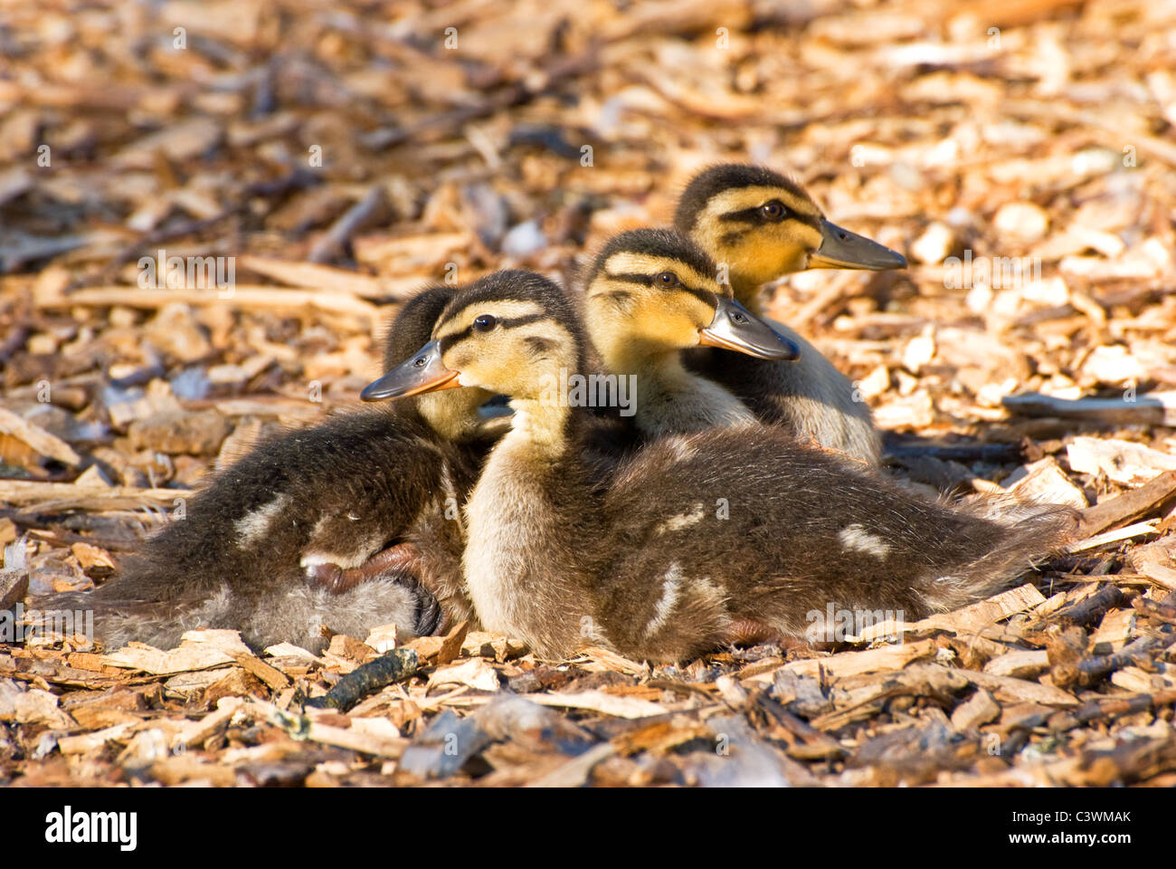 Ducklings brood hi-res stock photography and images - Alamy