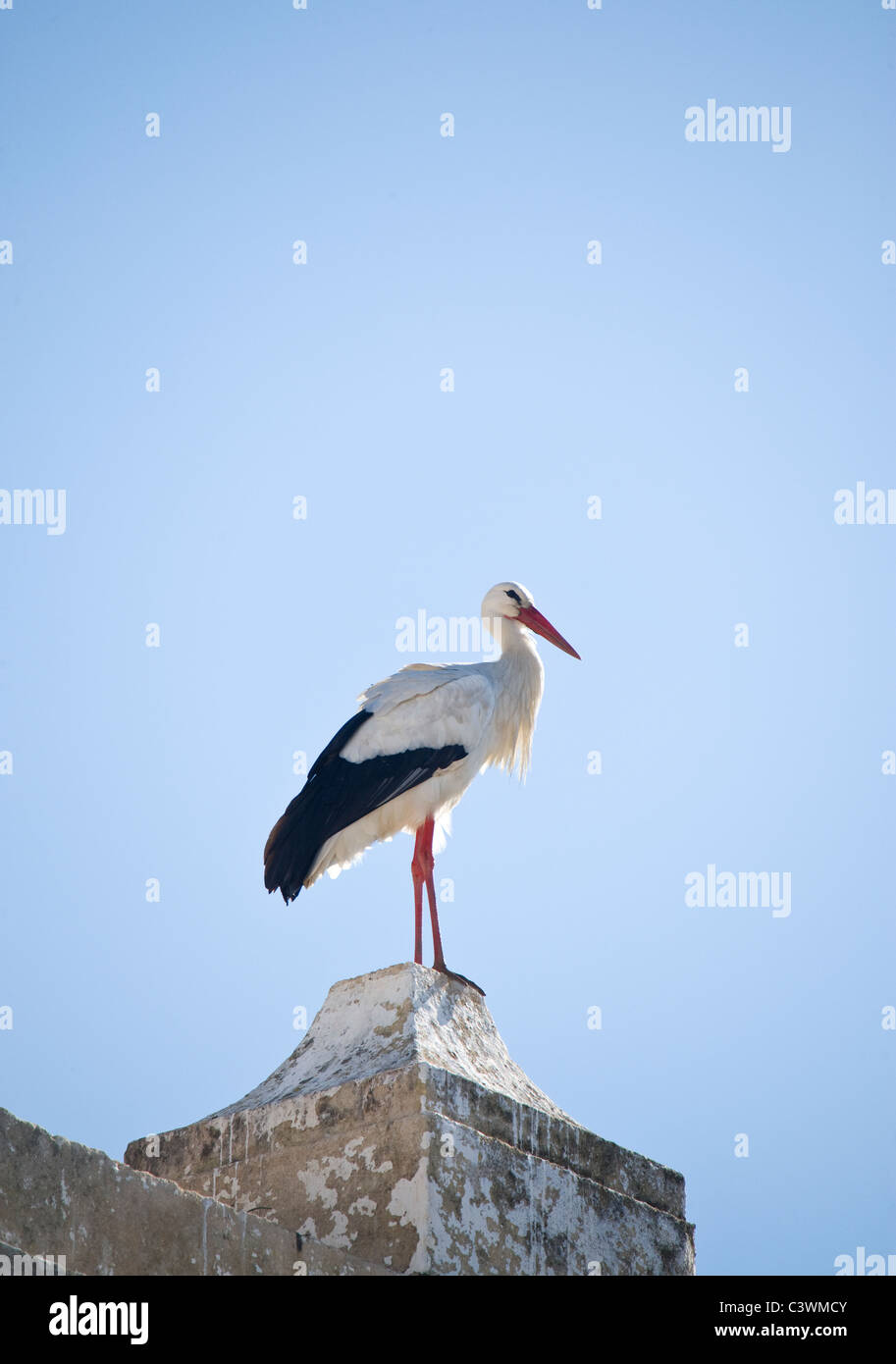 Birds of portugal hi-res stock photography and images - Alamy