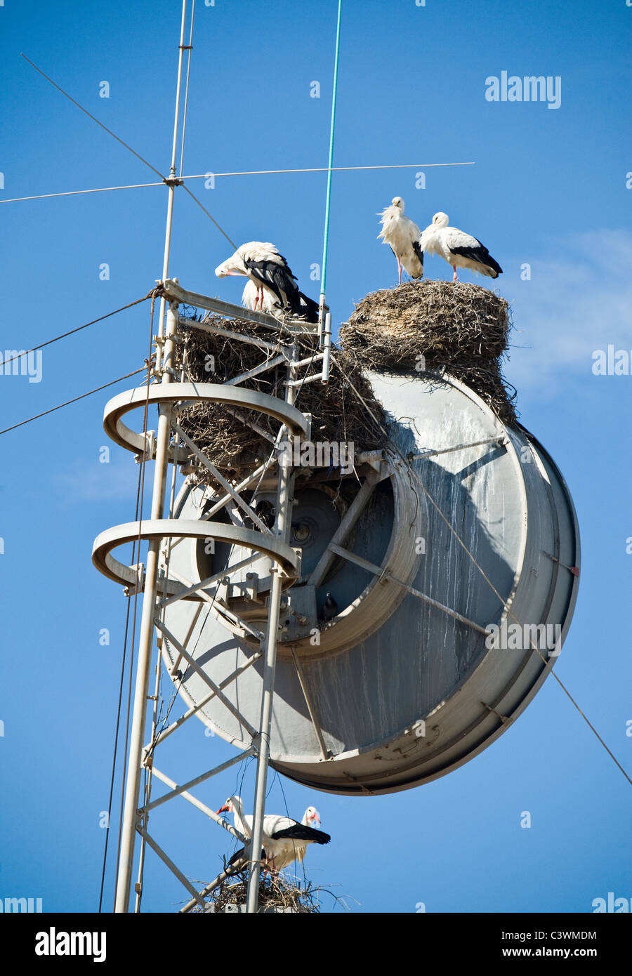 White Stork nesting on aerials Faro Algarve , Portugal Stock Photo - Alamy