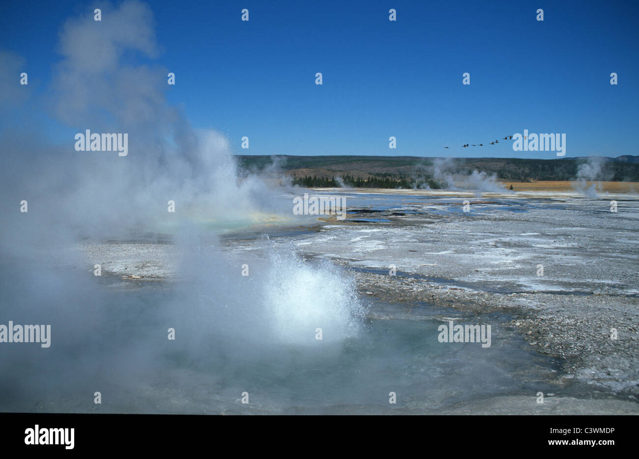 Erupting geyser with Canada geese flying by in Yellowstone National ...