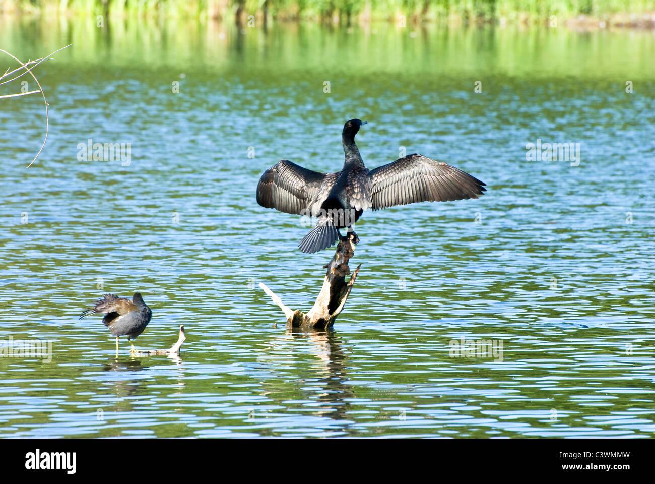 Cormorant sunning itself Stock Photo - Alamy