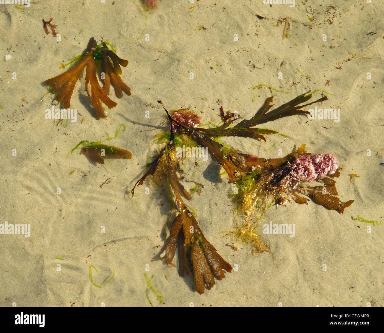 Seaweed and seaweed in the tide pool hi-res stock photography and ...