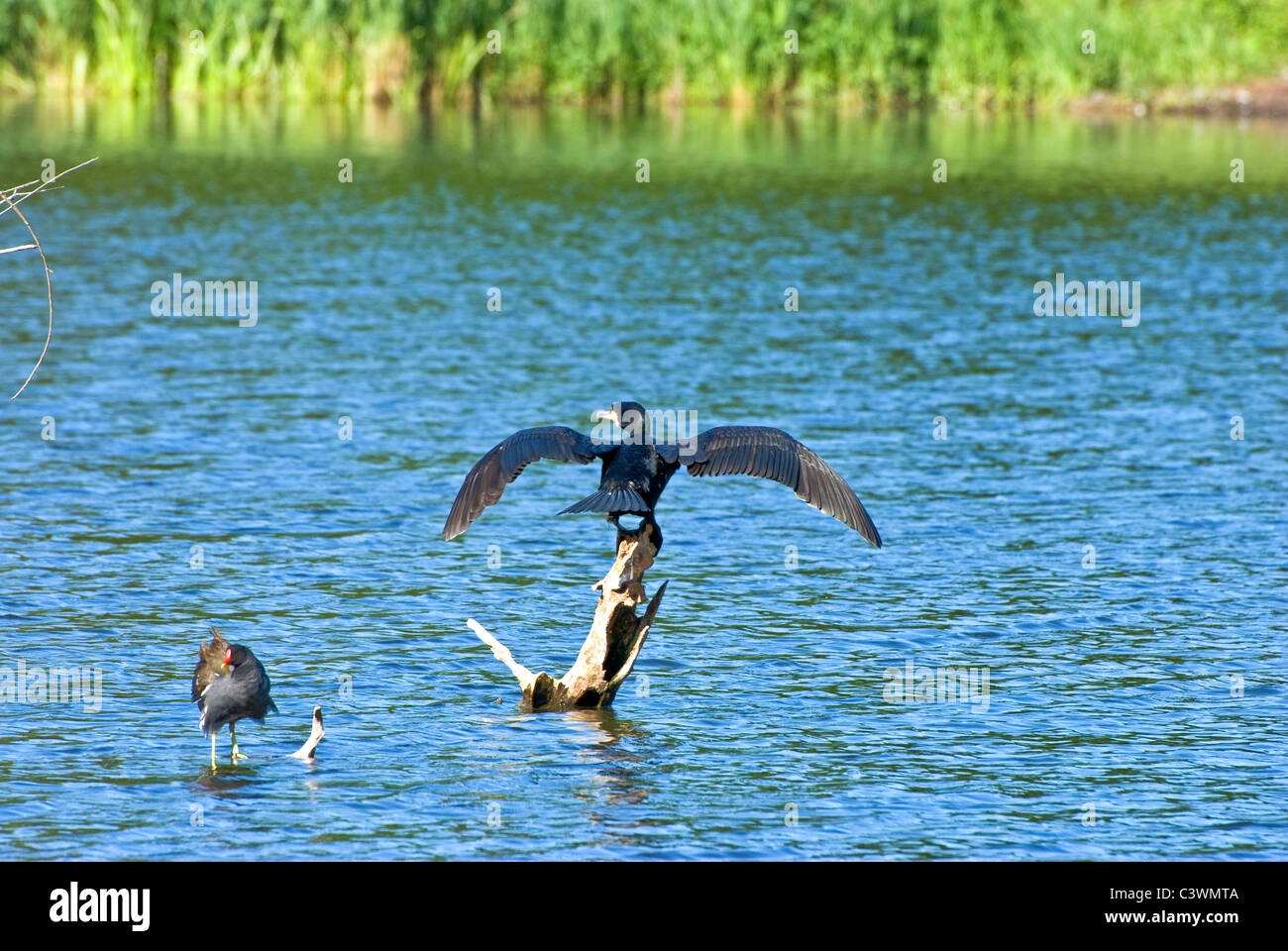 Cormorant sunning itself Stock Photo - Alamy