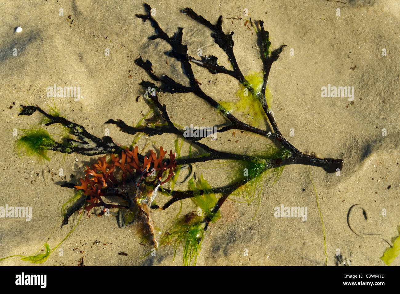 Seaweed left in a pool of water as the tide recedes on Worthing Beach ...