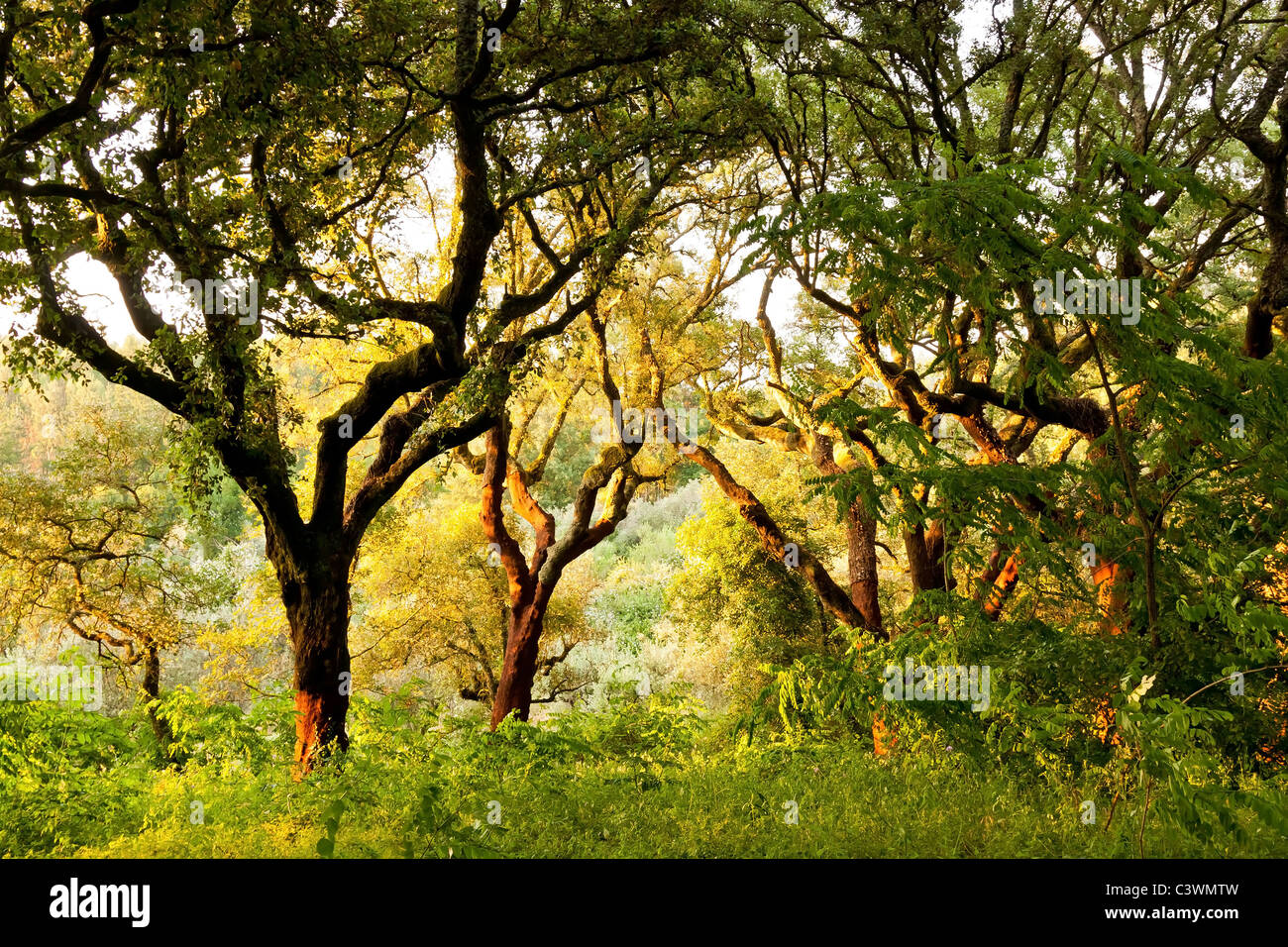 Forest with trees, grass and wild vegetation Stock Photo - Alamy