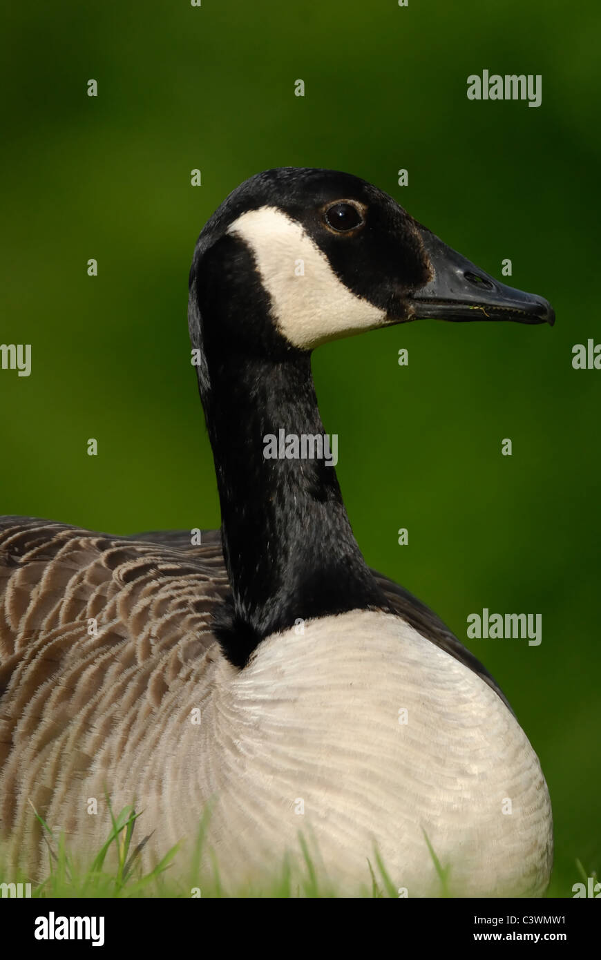 A wild Canada Goose sitting in grass Stock Photo - Alamy