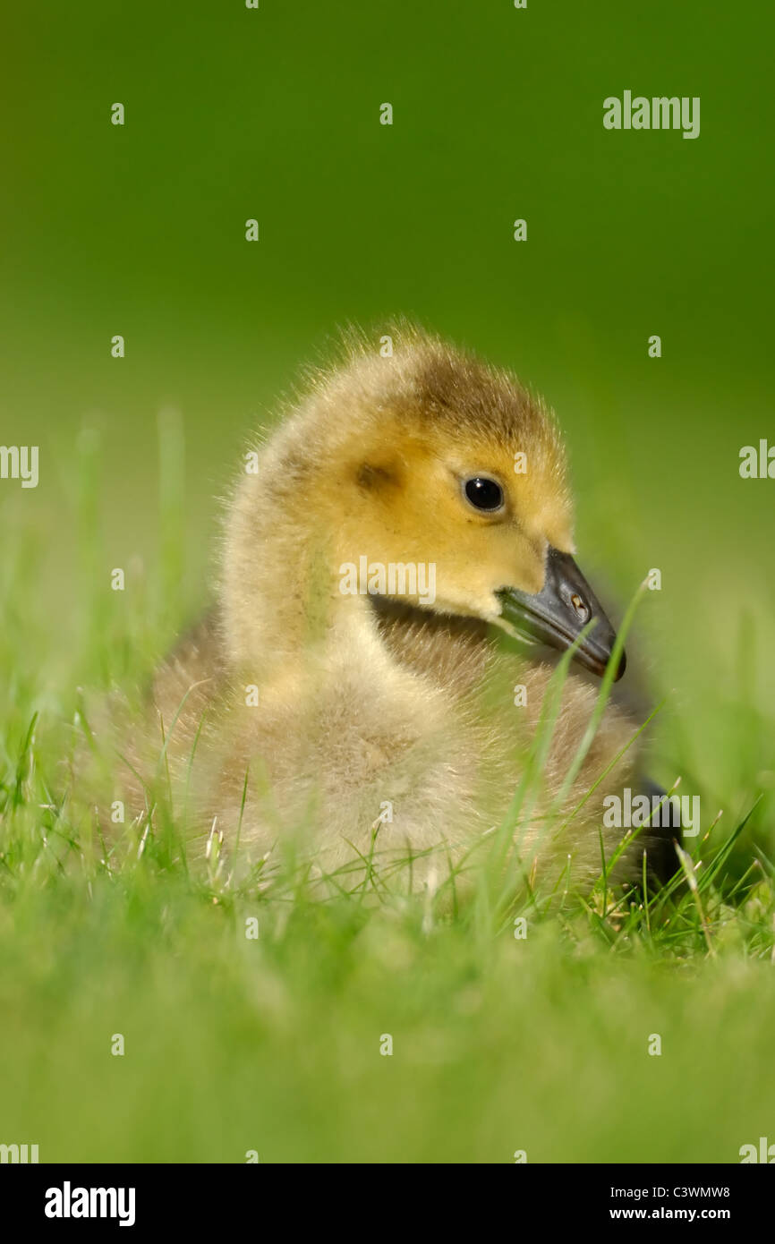 A wild Canada Goose gosling sitting in grass Stock Photo - Alamy