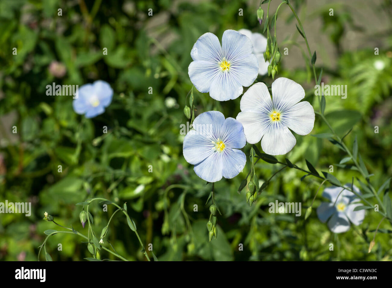 Three blue flowers hi-res stock photography and images - Alamy