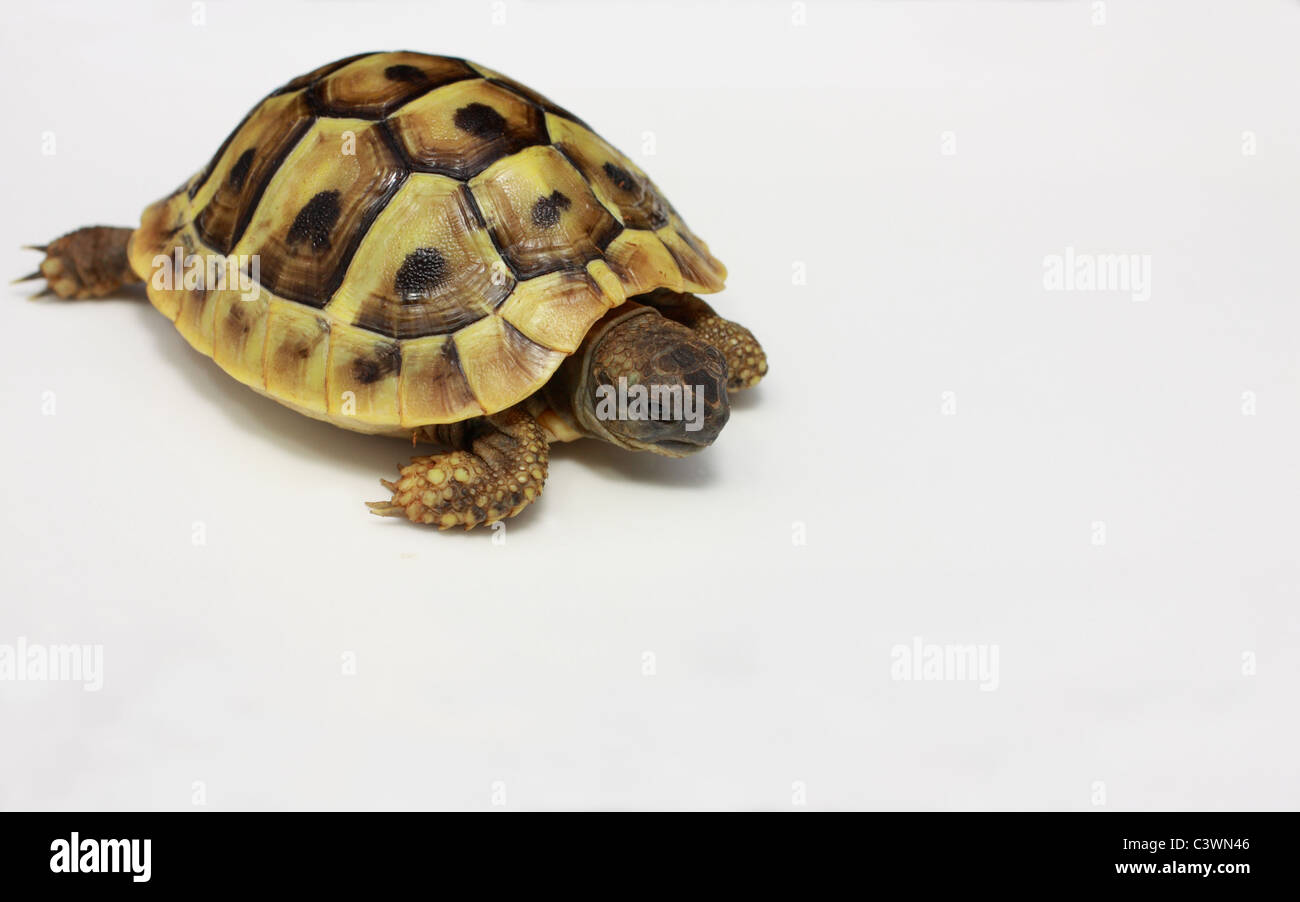 Baby tortoise hi-res stock photography and images - Alamy