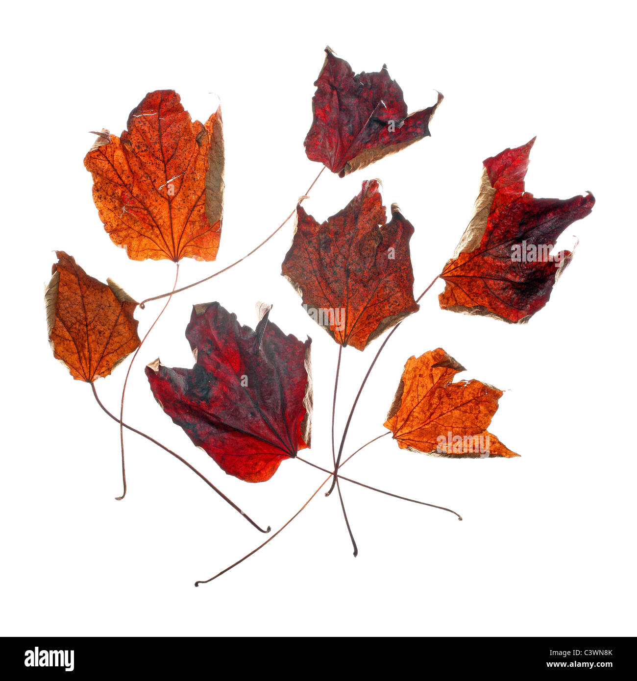 Autumn forest sun fall Cut Out Stock Images & Pictures - Alamy