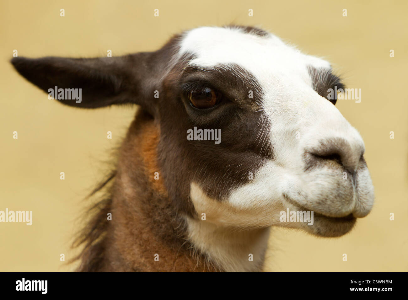 Isolated female alpaca hi-res stock photography and images - Alamy